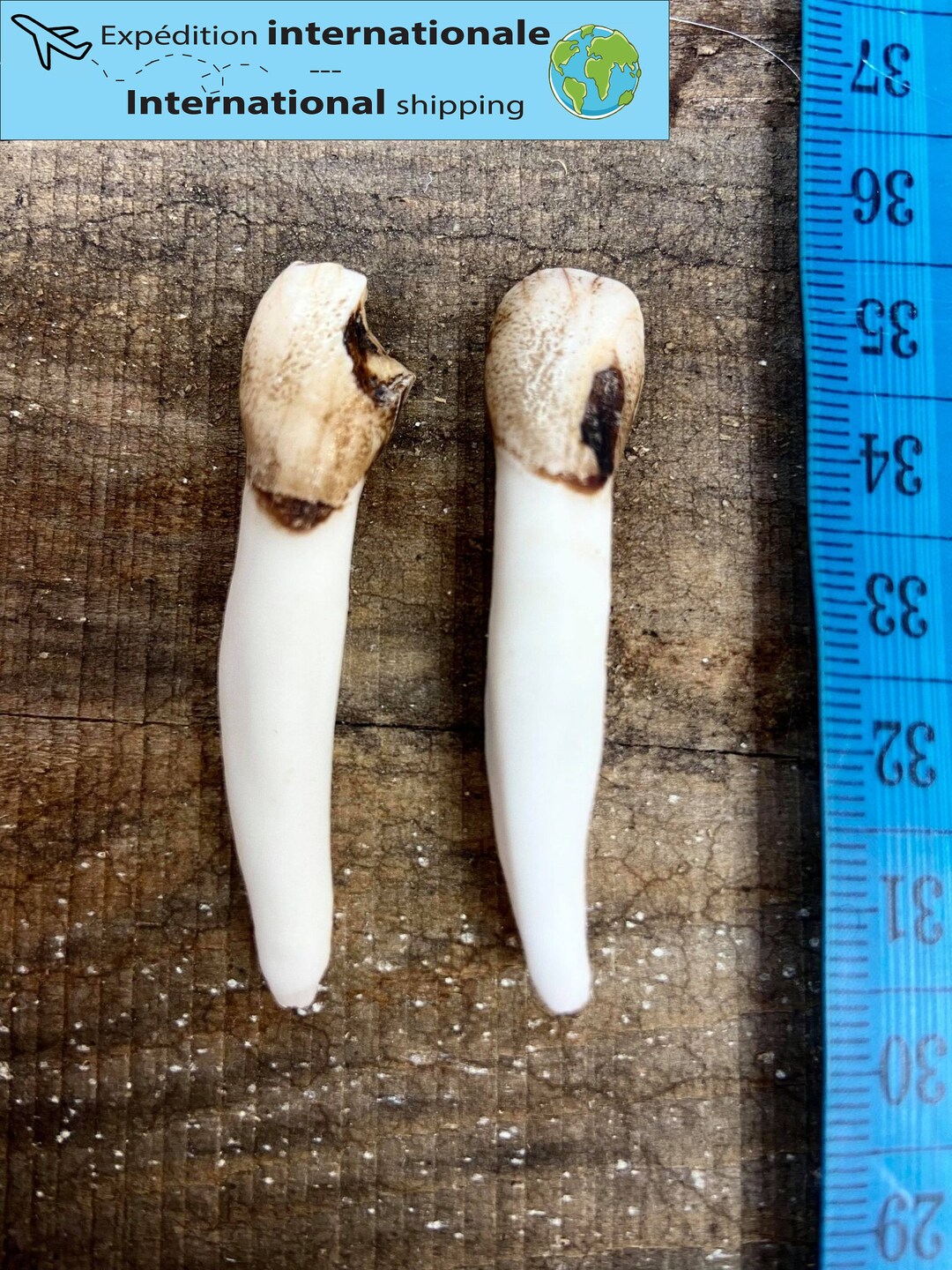 Moose Tooth / Moose Tooth - Etsy