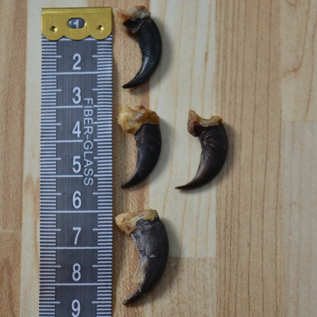 Coyote Claw / Coyote Claw - Etsy