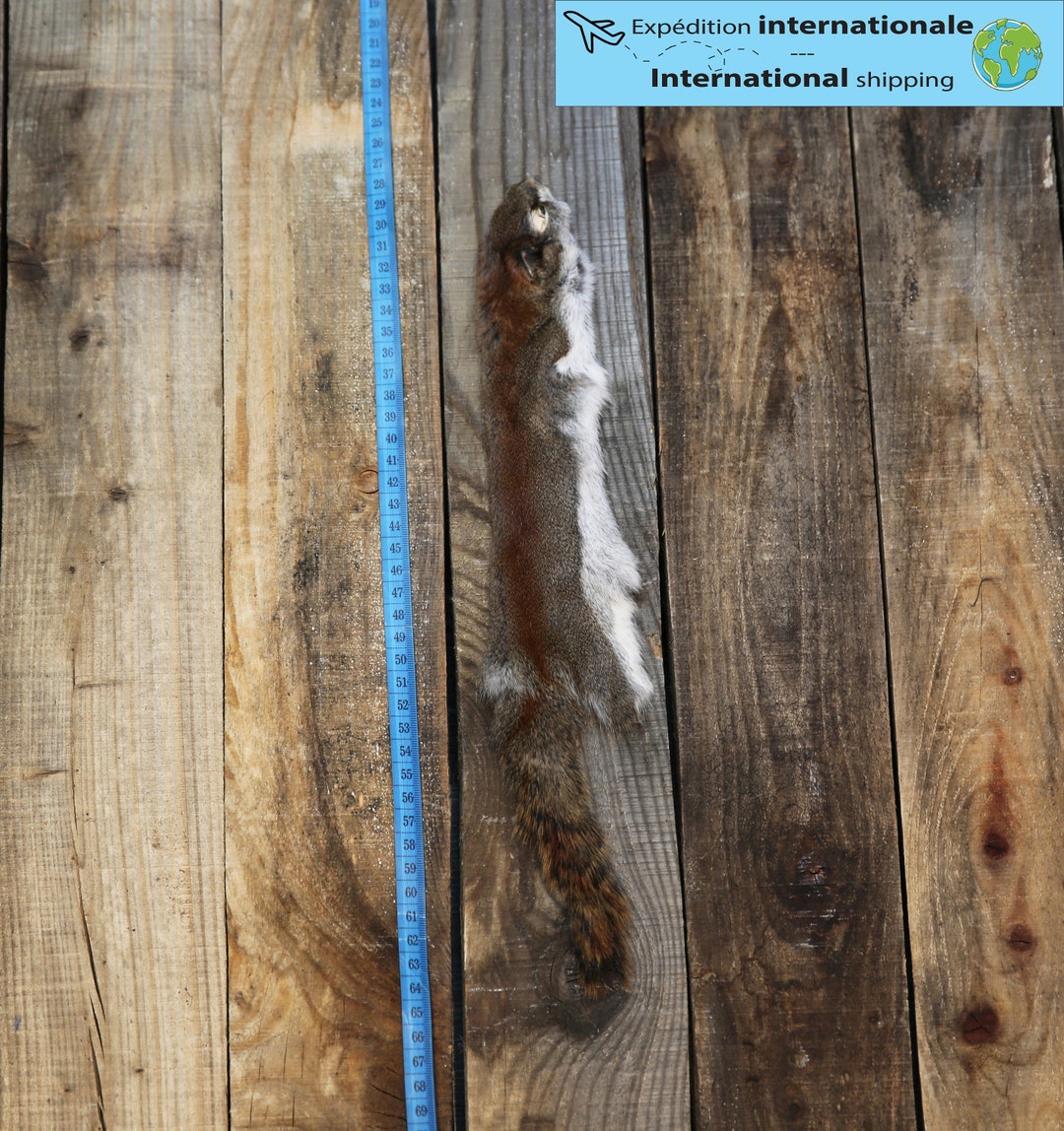 American Red Squirrel Skin / American Red Squirrel Skin - Etsy Australia