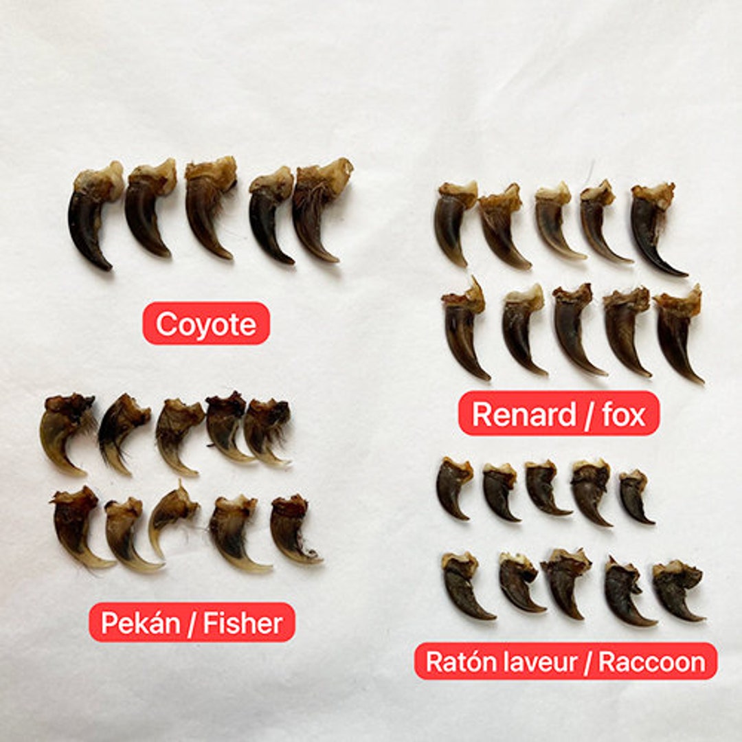 Mix of Claws 5 Coyote, 10 Raccoon, 10 Fox, 10 Fisher / Claws Mix 5 ...