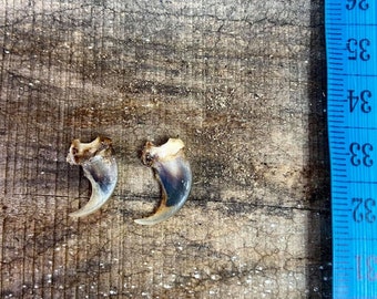 Real Bear Claw | Etsy