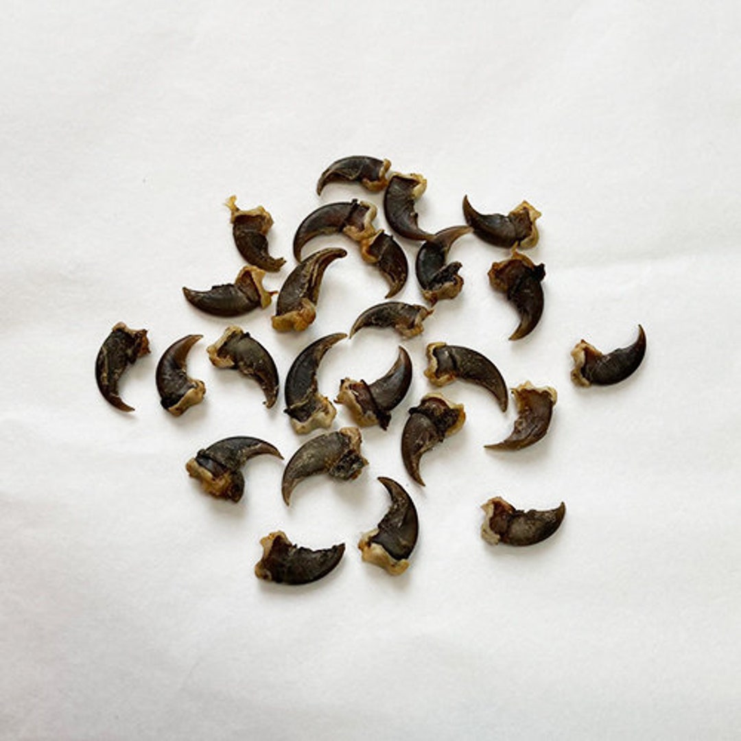 25 Raccoon Claws / 25 Raccoon Claws - Etsy