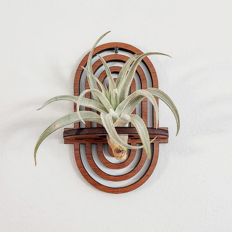 Wall Air Plant Holder Display hanging Air Plant Hanger - Etsy
