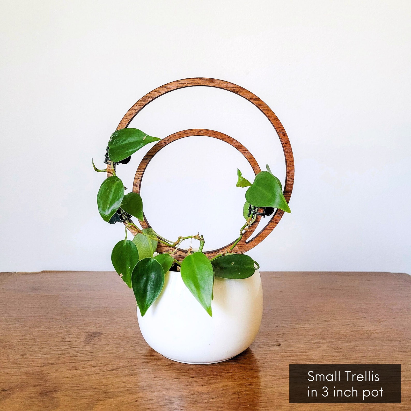 Double Hoop Houseplant Trellis 2 Sizes Round Endless - Etsy