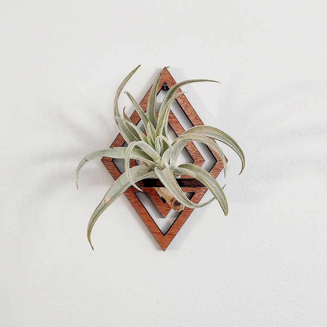 Wall Air Plant Holder Display (hanging) - Air Plant Hanger - Diamond ...