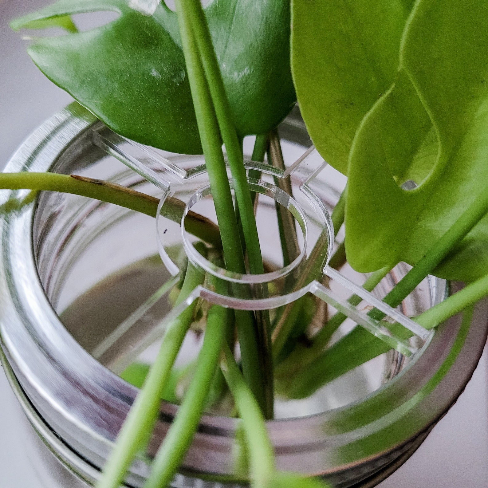 Mason Jar Plant Propagation frog Lid Inserts | Etsy