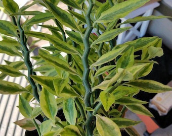 Devils Backbone Euphorbia Pedilanthus Variegata Pink Variegated Cactus ...