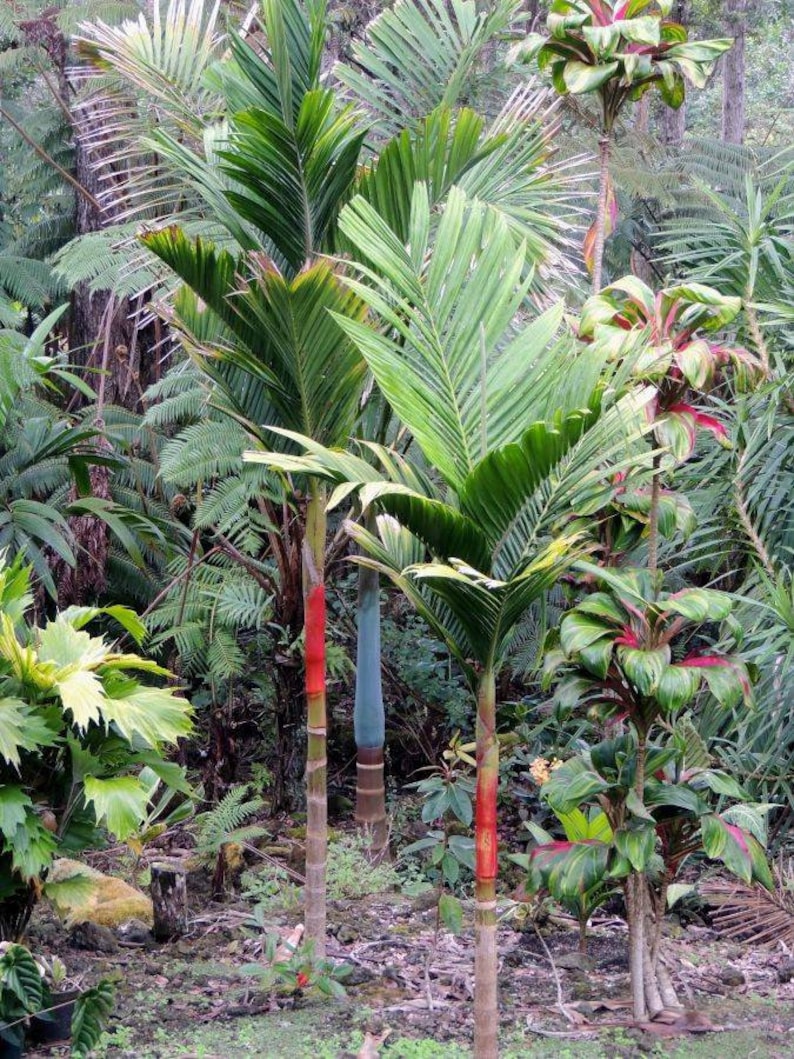Areca Macrocalyx red - Etsy