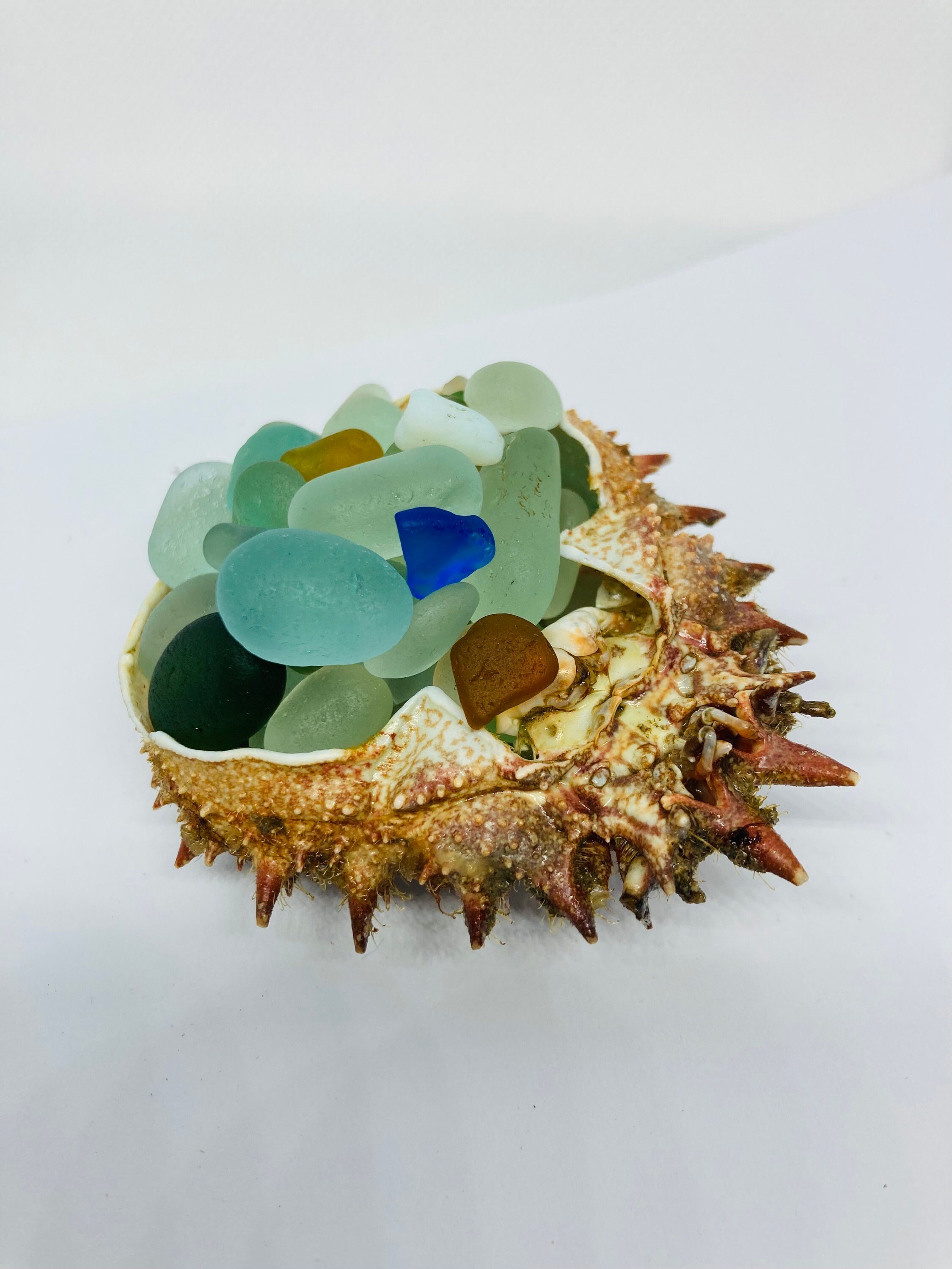 Sea Glass, Mermaids Treasures, Sea Glass Filled Crab Shell, Seaglass ...