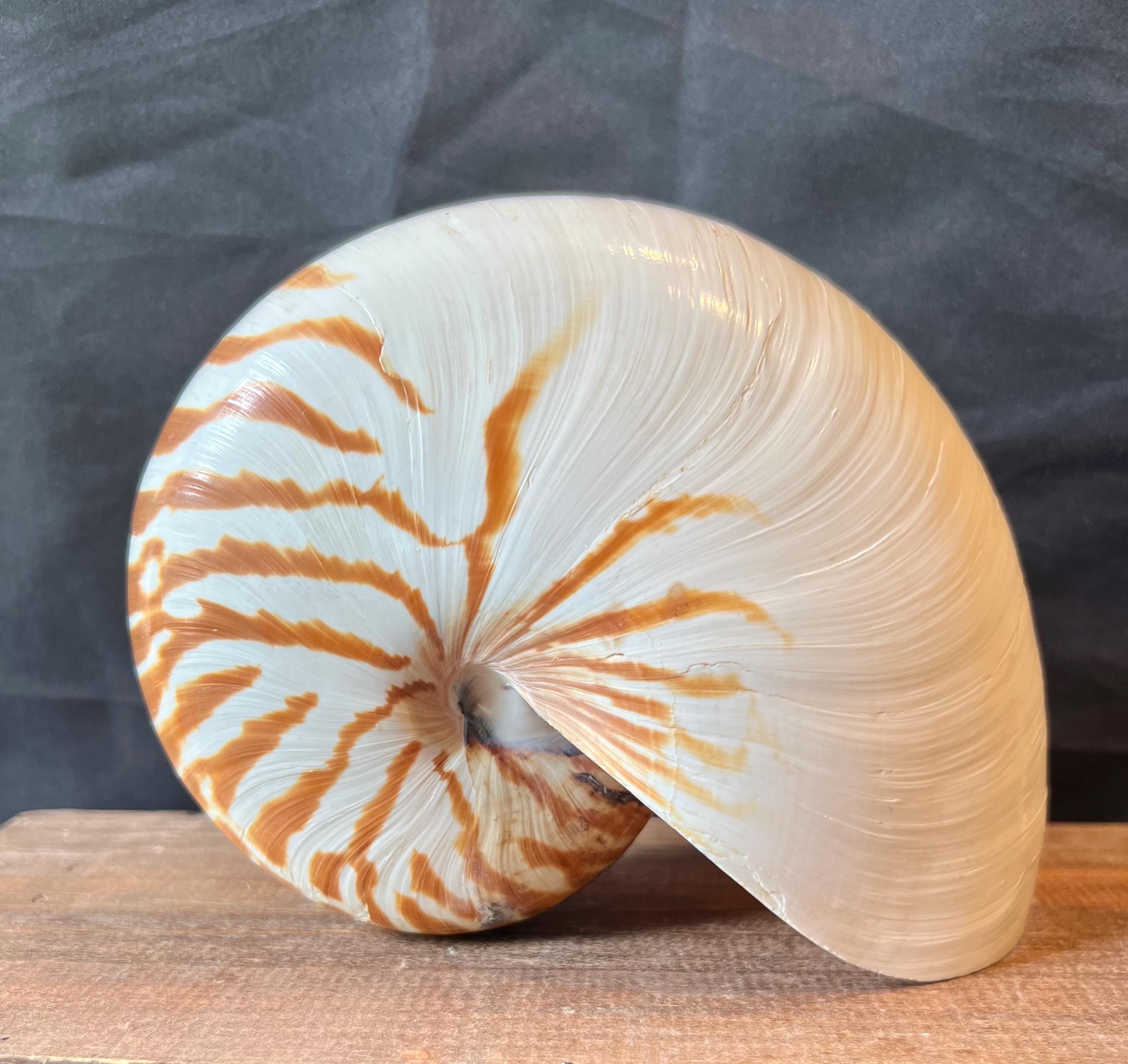 Chambered Nautilus Shell - Full, Large Shell - Nautical Beach Decor - Etsy