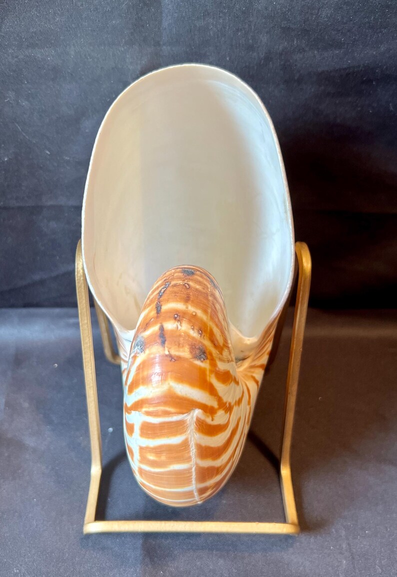 Chambered Nautilus Shell - Full, Large Shell - Nautical Beach Decor - Etsy