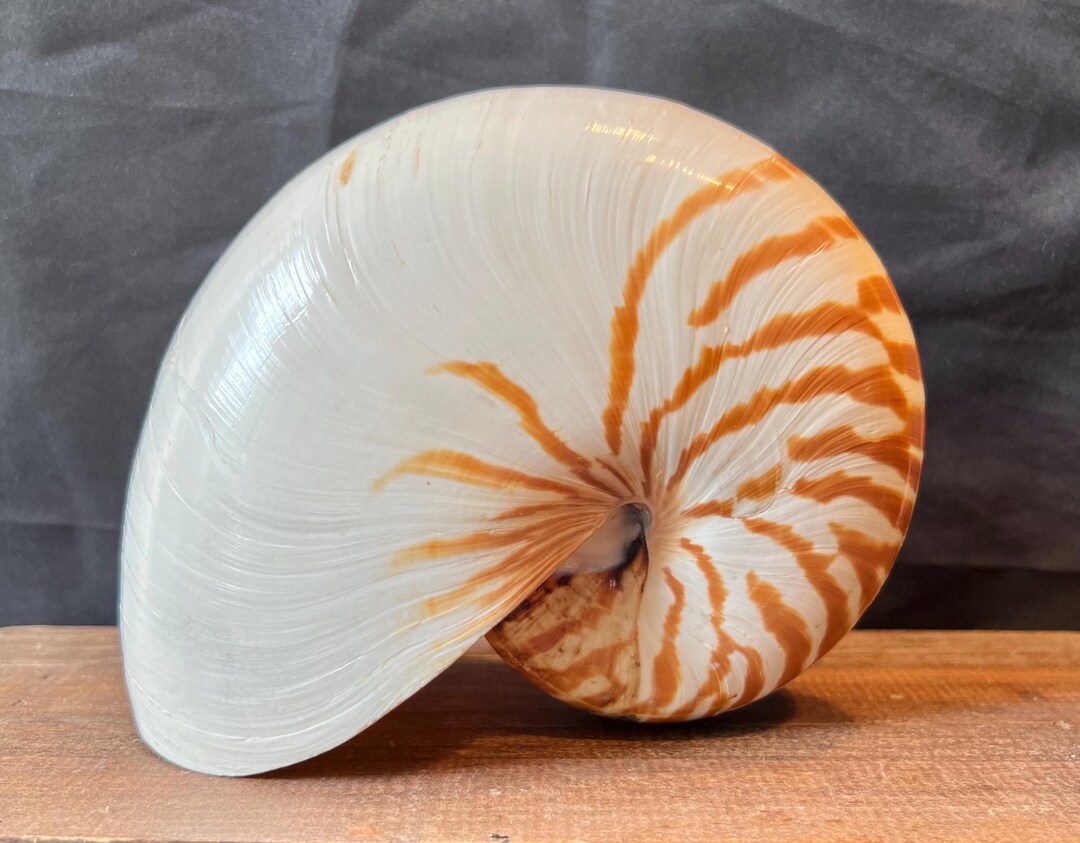 Chambered Nautilus Shell - Full, Large Shell - Nautical Beach Decor - Etsy