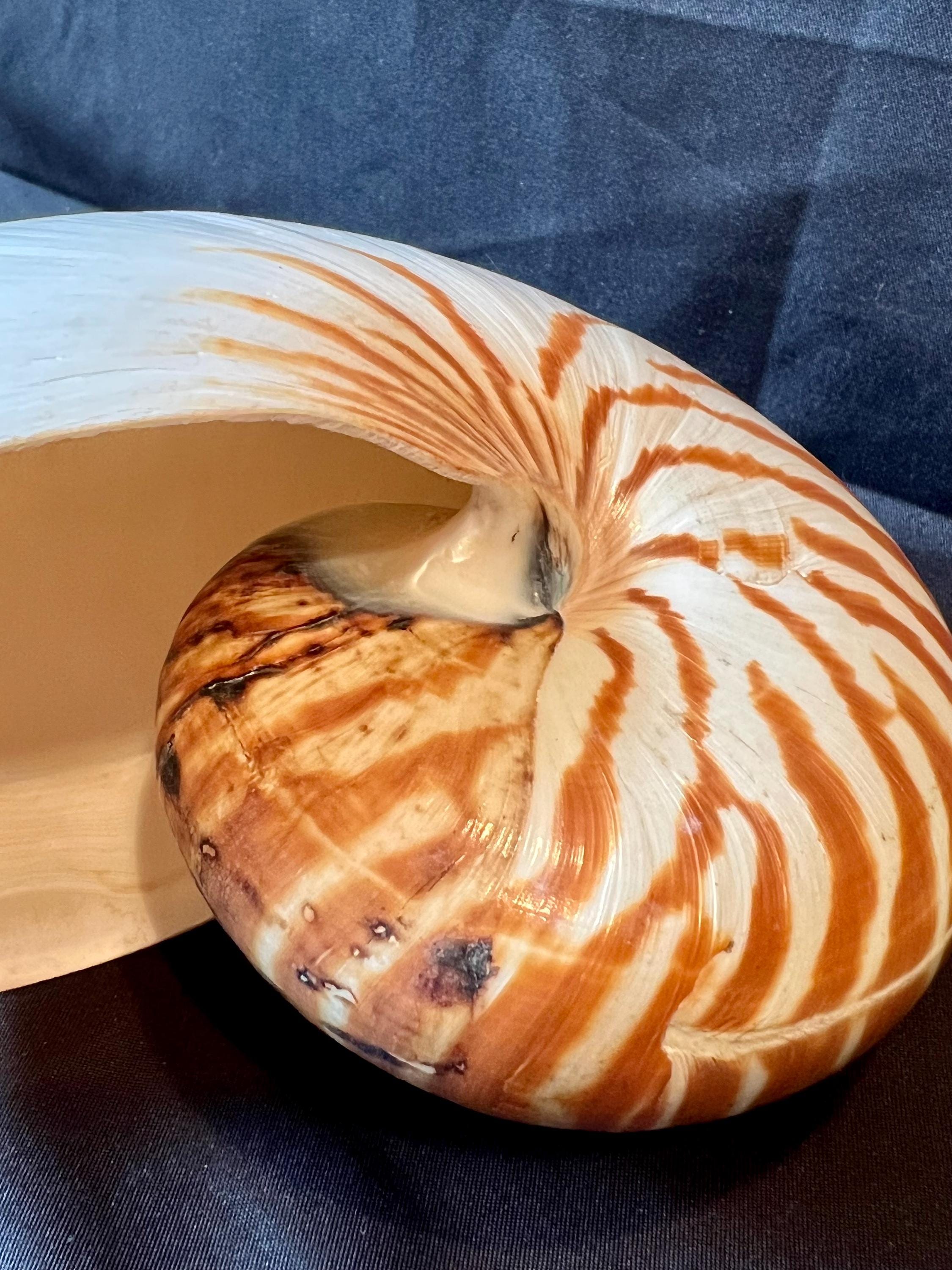 Chambered Nautilus Shell - Full, Large Shell - Nautical Beach Decor - Etsy
