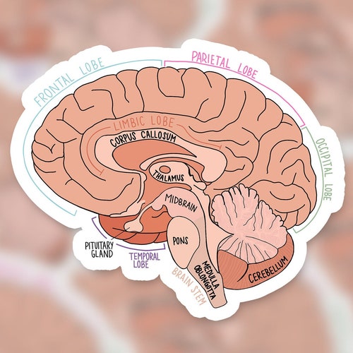 Labeled Sagittal Brain Model