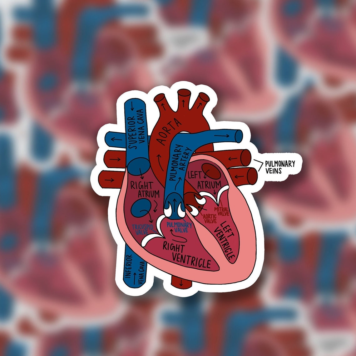 Labeled Heart Diagram Sticker Hand-drawn Anatomy Sticker - Etsy
