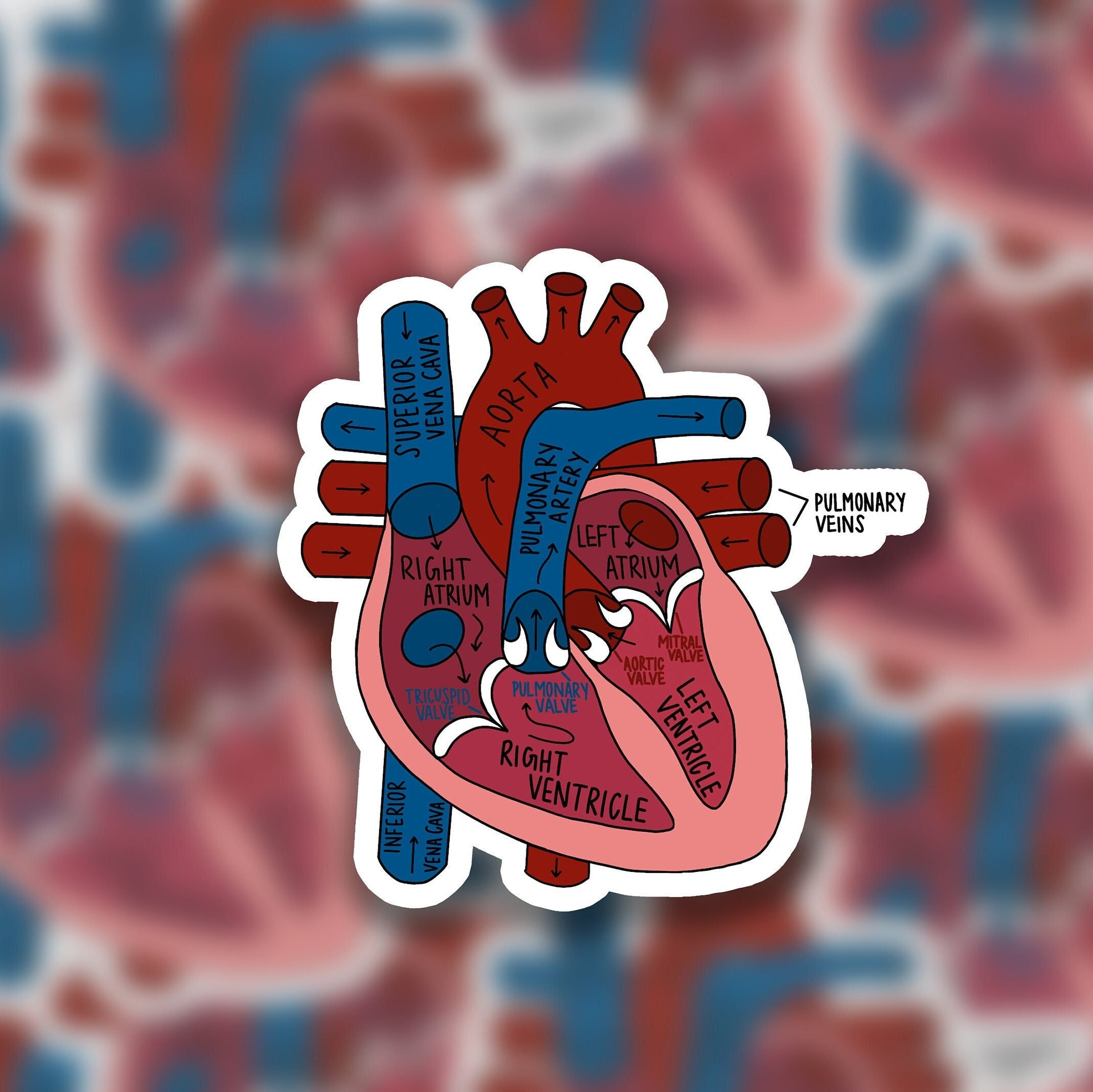 Labeled Heart Diagram Sticker Hand-drawn Anatomy Sticker - Etsy