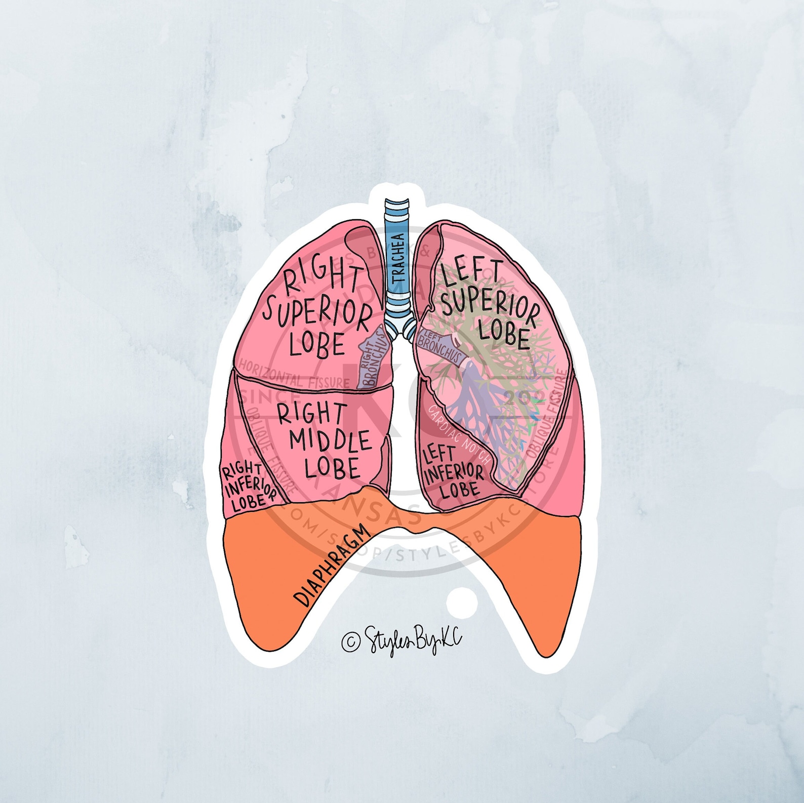 Labeled Lungs Diagram Sticker Hand-drawn Anatomy Sticker Respiratory ...