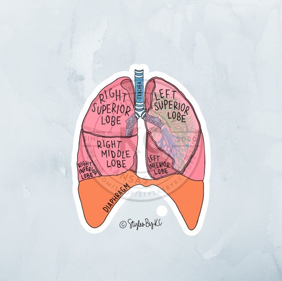 Diagrama De Anatomia Pulmonar Ilustración De Los Pulmones Anatomía