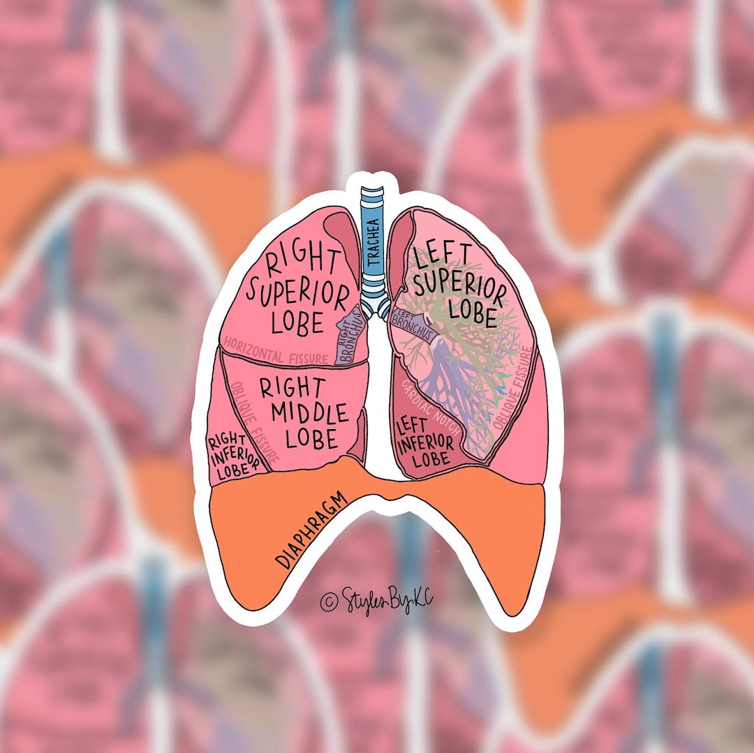 Labeled Lungs Diagram | Sticker | Hand-drawn | Anatomy Sticker ...