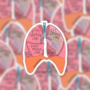 Labeled Lungs Diagram | Sticker | Hand-drawn | Anatomy Sticker ...