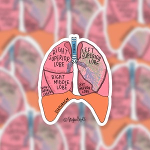 Labeled Digestive System Diagram Sticker Hand-drawn - Etsy