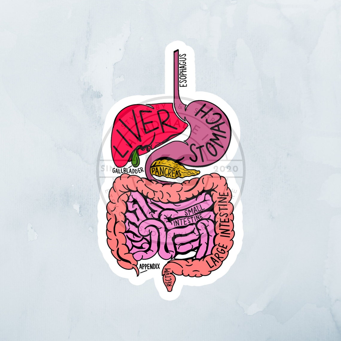 Labeled Digestive System Diagram Sticker Hand-drawn - Etsy