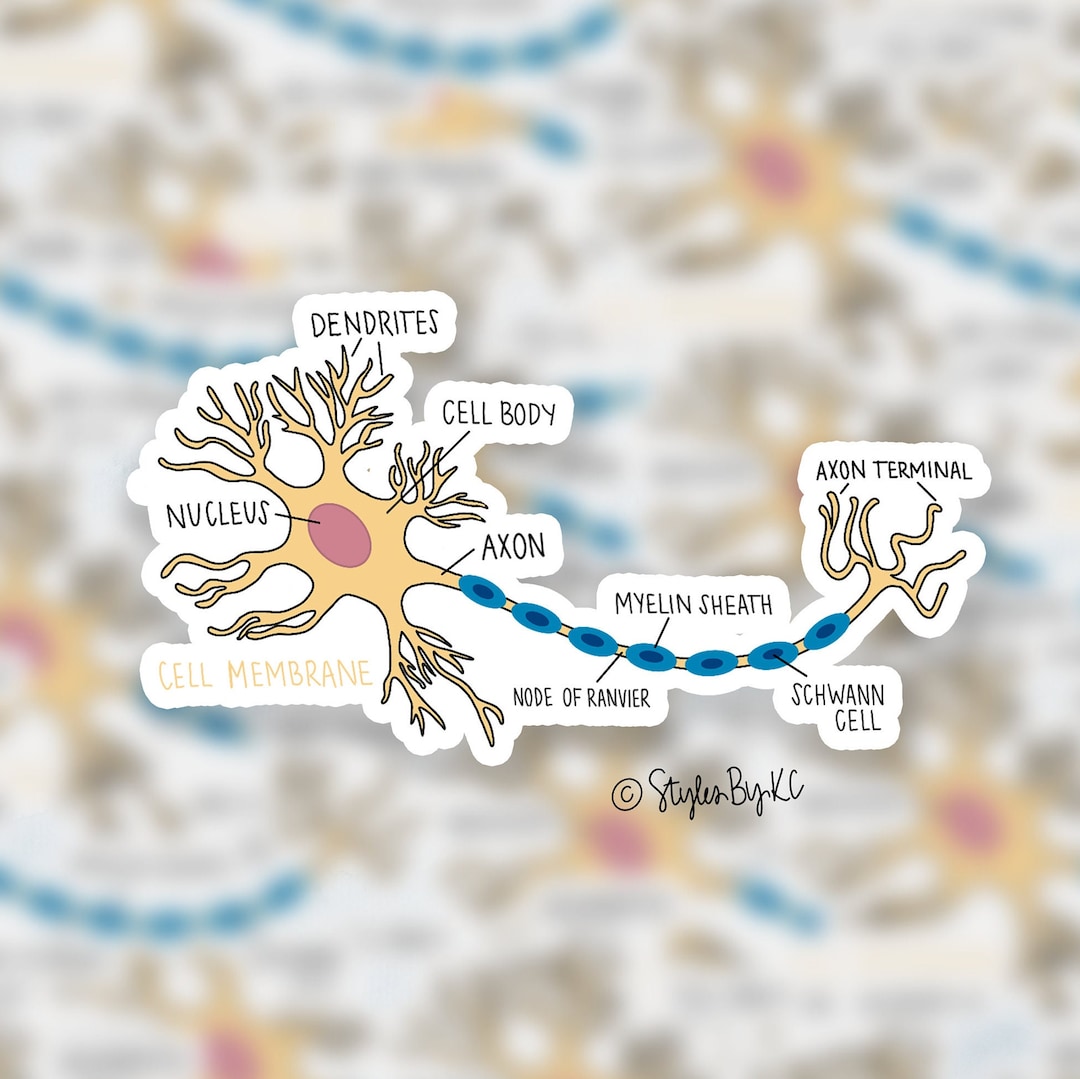 Labeled Neuron Diagram | Sticker | Hand-drawn | Anatomy Sticker ...
