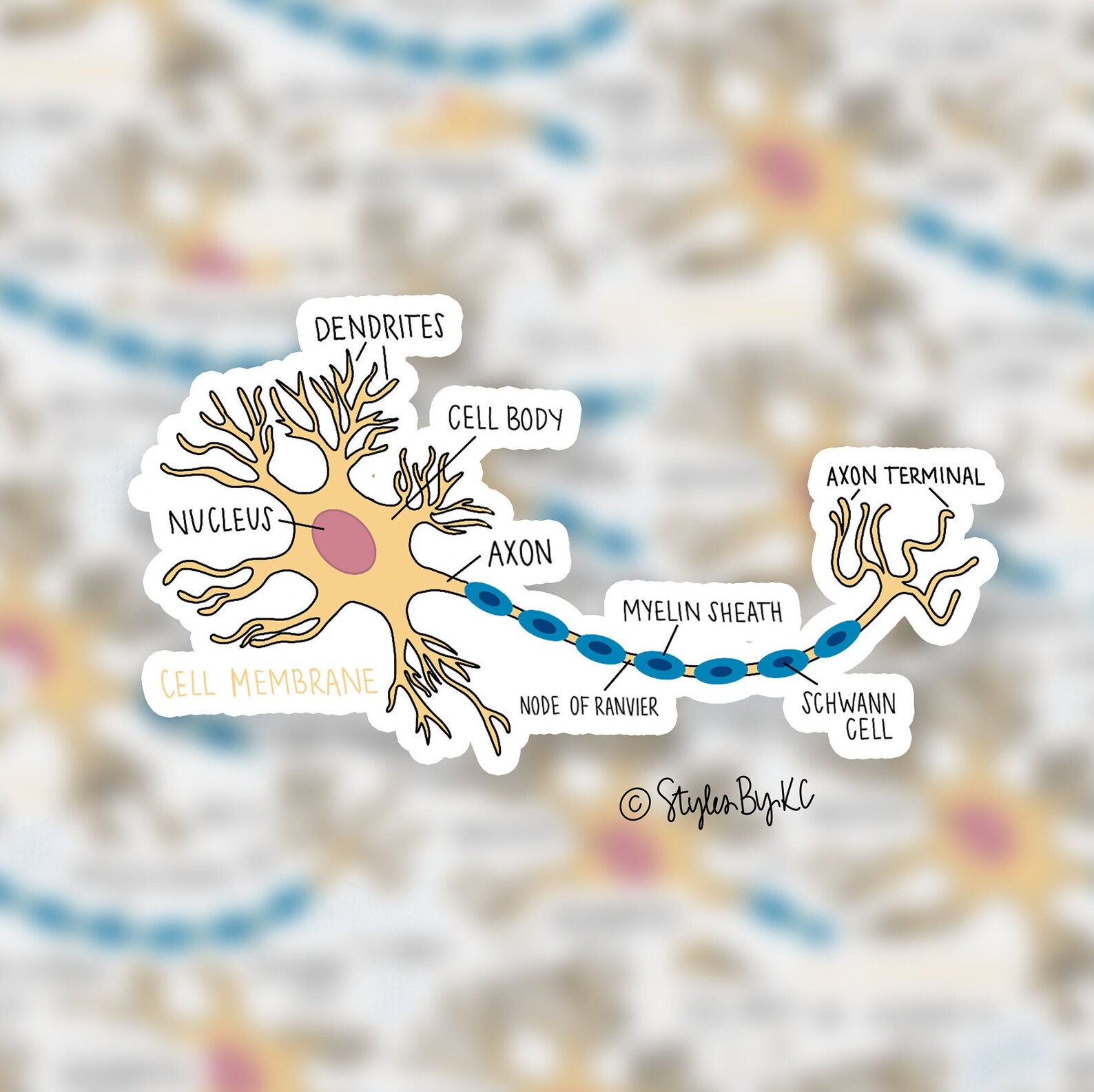 Labeled Neuron Diagram Sticker Hand-drawn Anatomy - Etsy