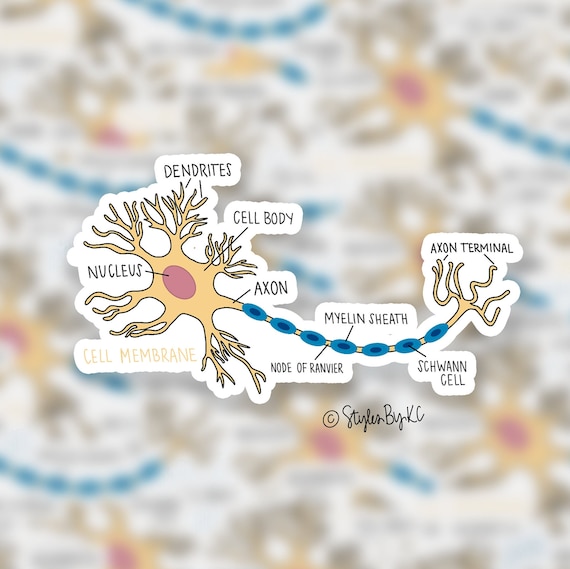 Full Neuron Diagram Labeled