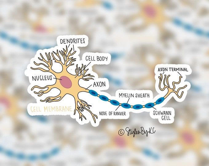 Labeled Digestive System Diagram Sticker Hand-drawn Anatomy Sticker GI ...