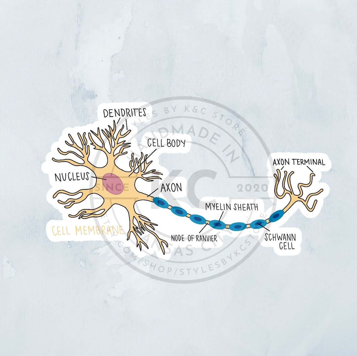 Labeled Neuron Diagram Sticker Hand-drawn Anatomy - Etsy