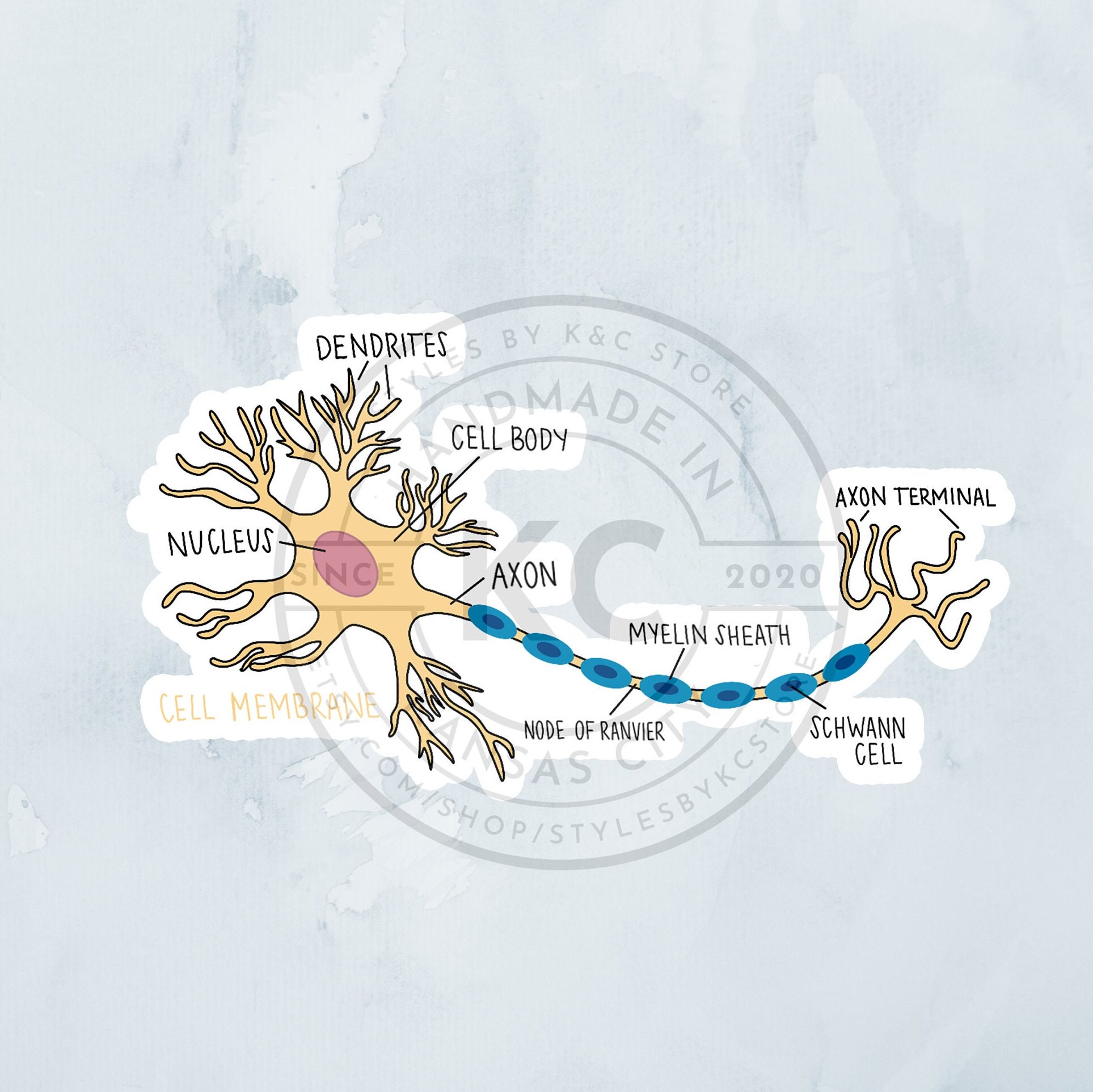 Labeled Neuron Diagram Sticker Hand-drawn Anatomy - Etsy