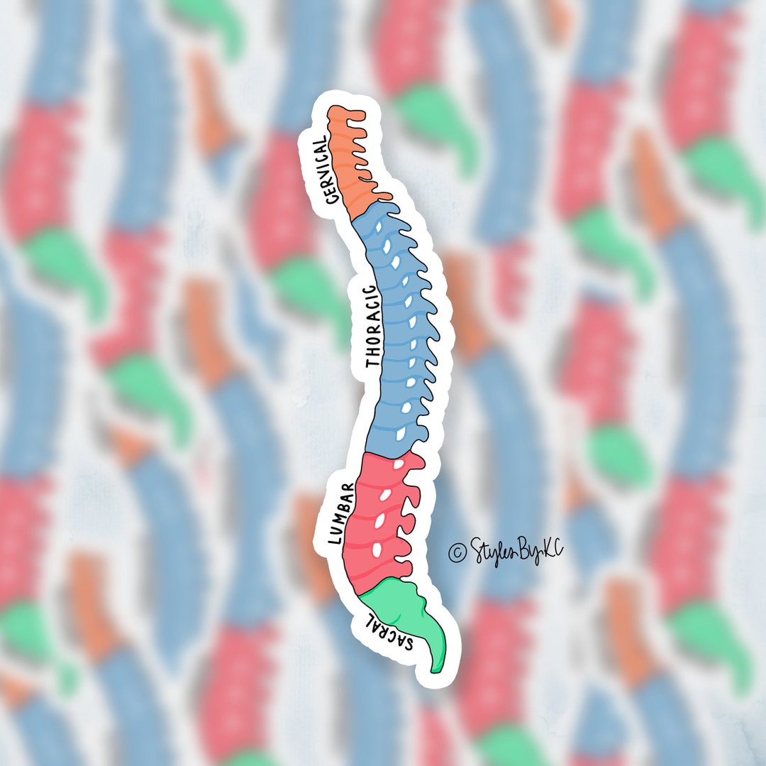Labeled Spine Diagram | Sticker | Hand-drawn | Anatomy Sticker ...