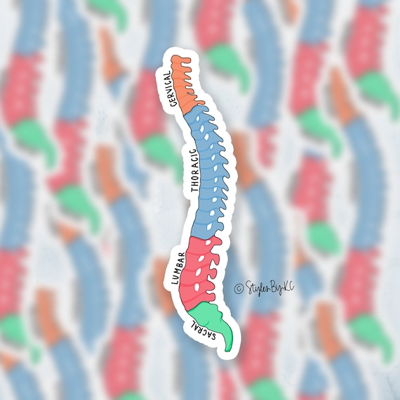 Labeled Spine Diagram Sticker Hand-drawn Anatomy Sticker - Etsy