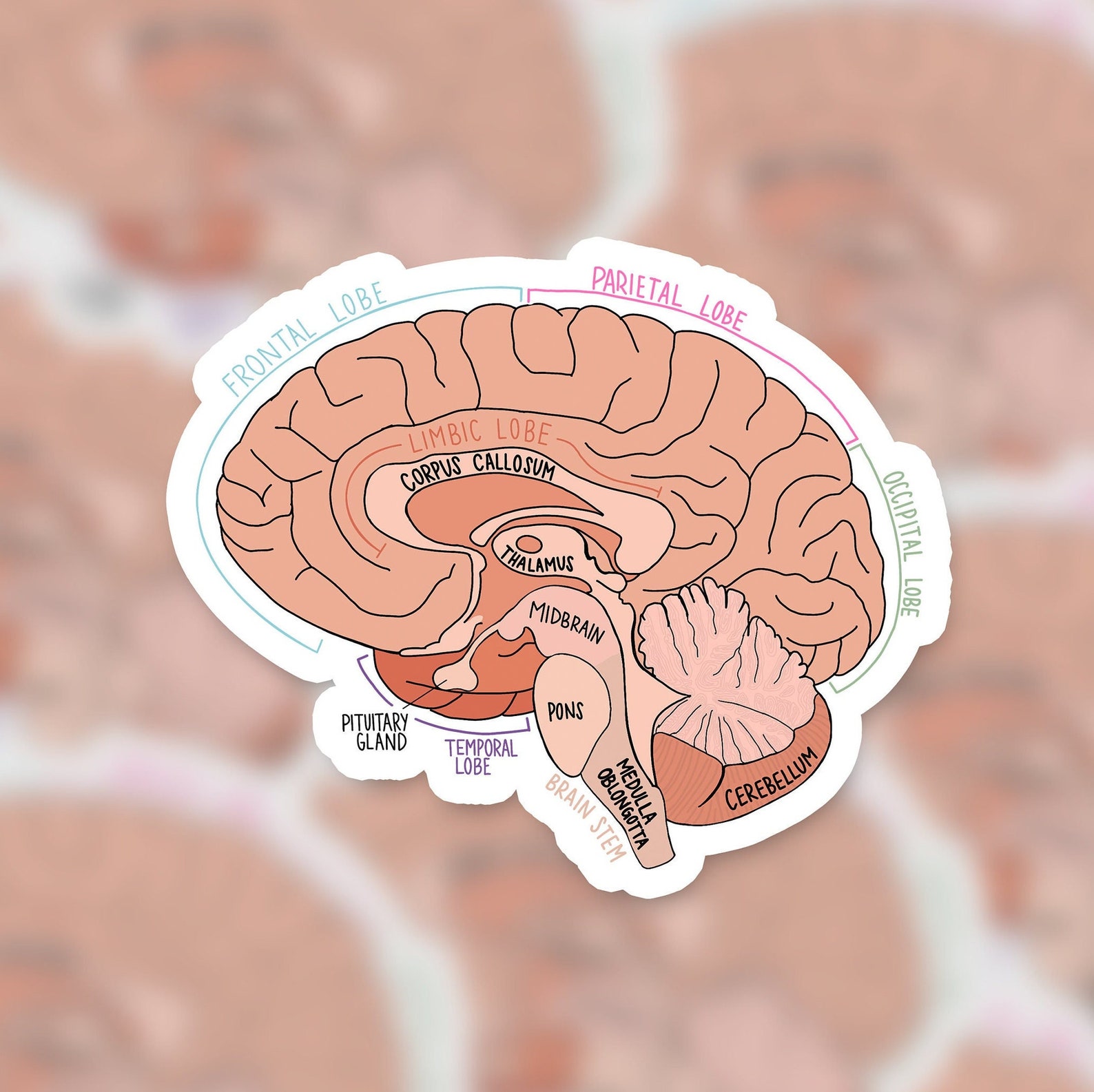 Labeled Brain Diagram Sticker Hand-drawn Anatomy Sticker - Etsy