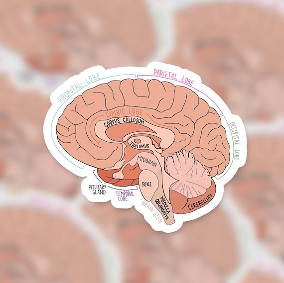 Labeled Brain Diagram Sticker Hand-drawn Anatomy Sticker - Etsy