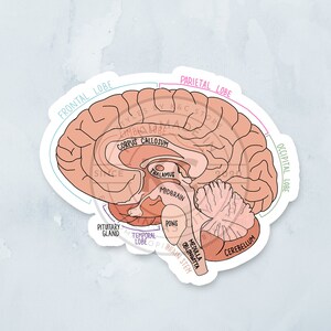 Labeled Brain Diagram | Sticker | Hand-drawn | Anatomy Sticker ...