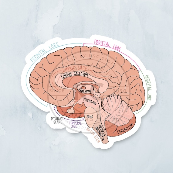 Labeled Brain Anatomy Diagram