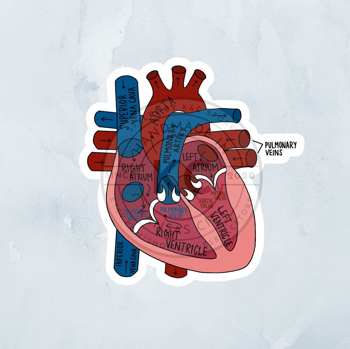 Labeled Heart Diagram Sticker Hand-drawn Anatomy Sticker - Etsy