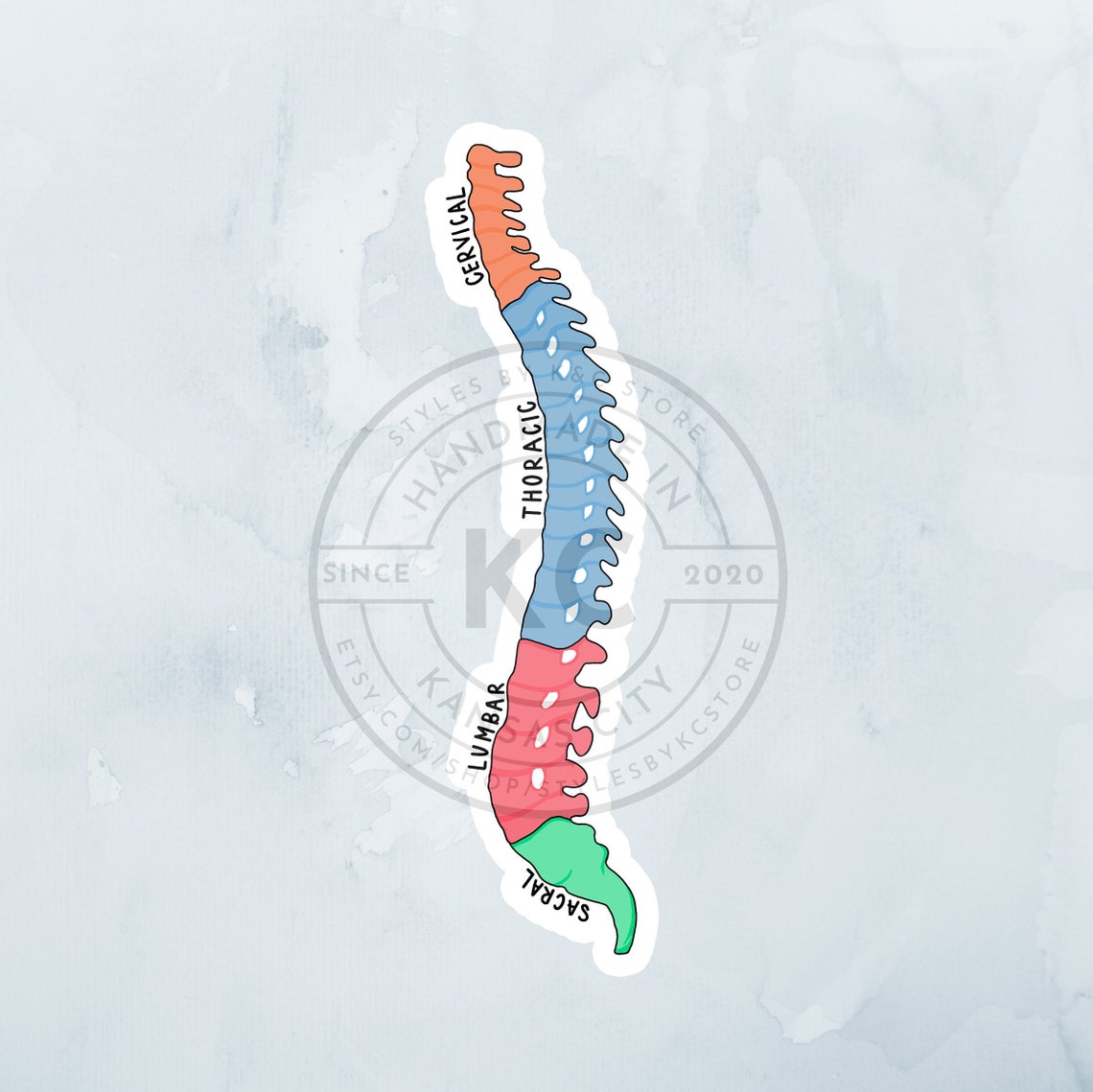 Labeled Spine Diagram Sticker Hand-drawn Anatomy Sticker - Etsy