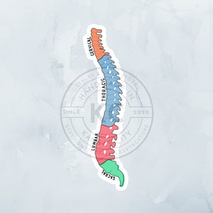 Labeled Spine Diagram | Sticker | Hand-drawn | Anatomy Sticker ...