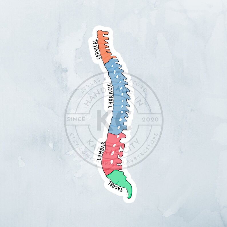 Labeled Spine Diagram Sticker Hand-drawn Anatomy Sticker - Etsy