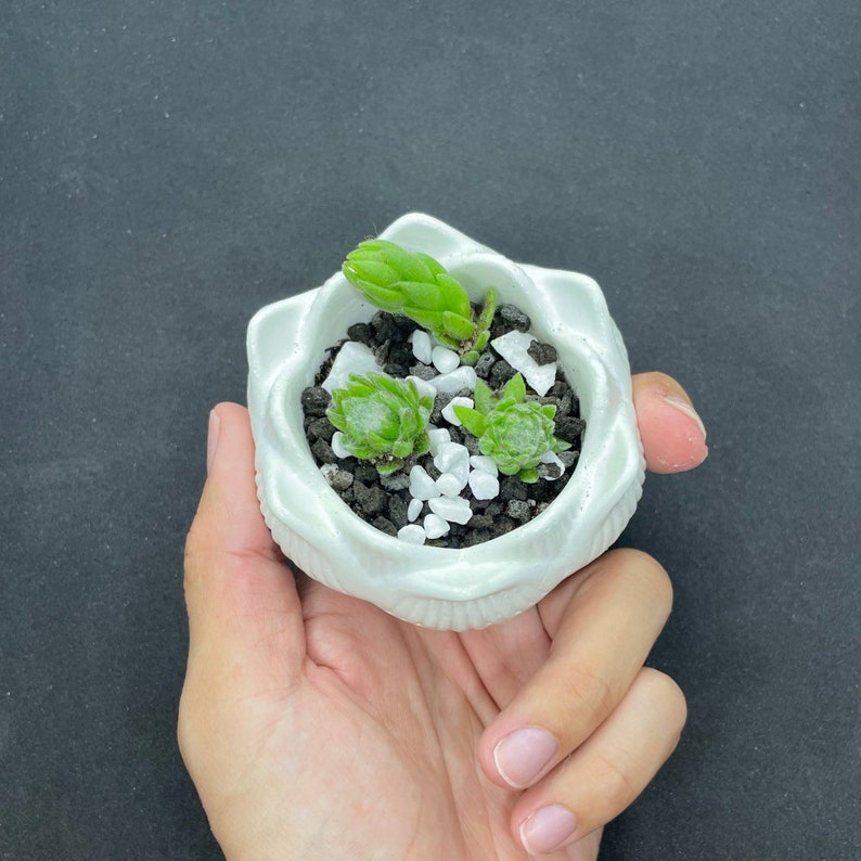 Set of 2+ Handmade Mini Planters - Lotus Shape - Etsy