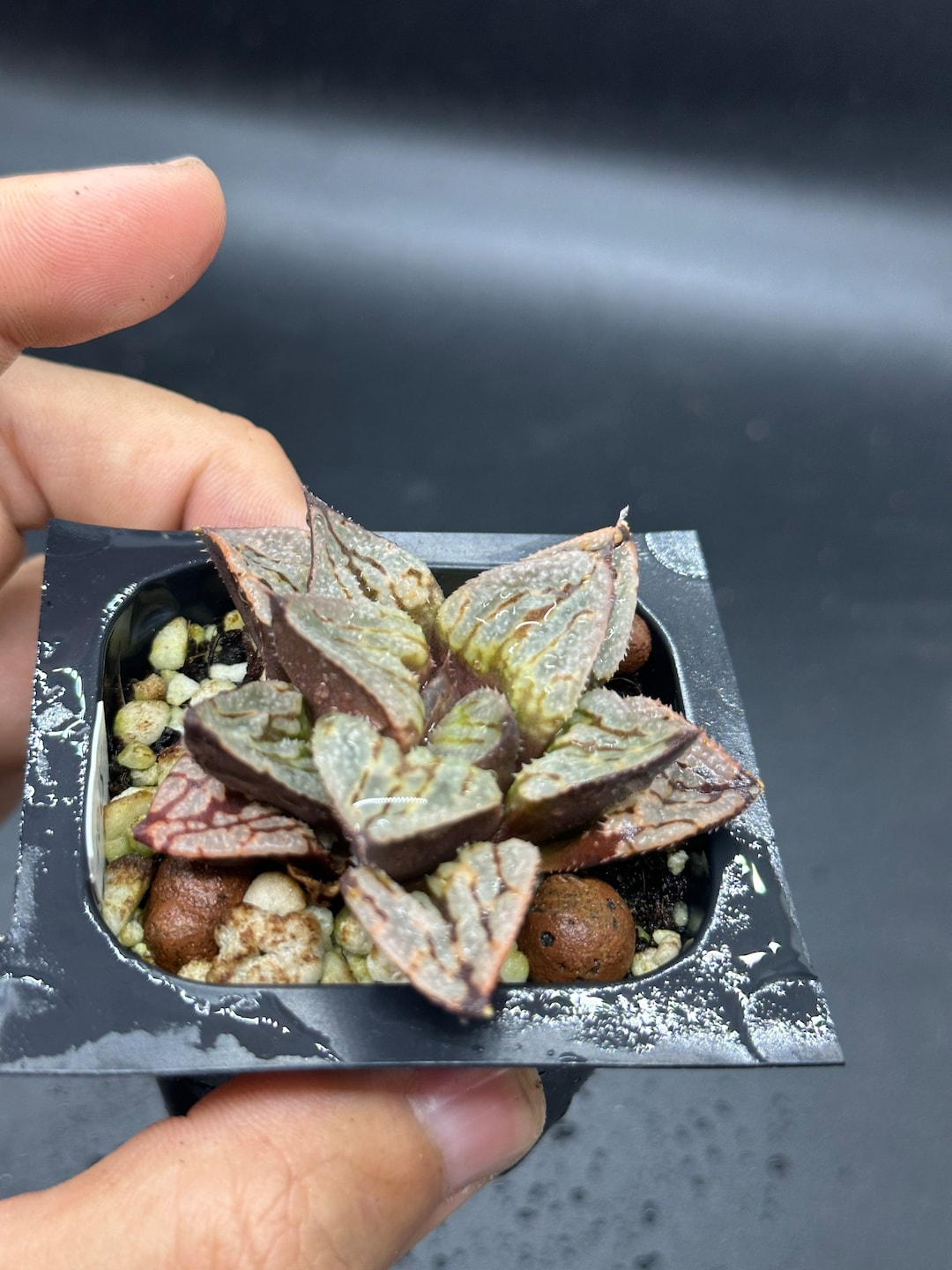 Rare Succulent Plant-haworthia Magnifica aries - Etsy