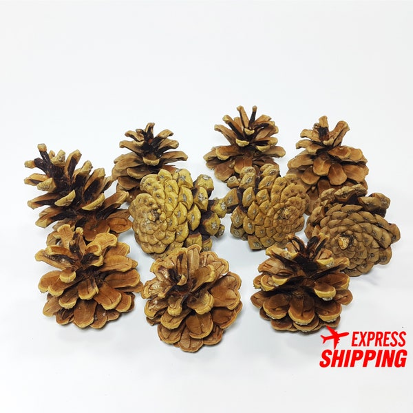 Rustic Pine Cone - Etsy