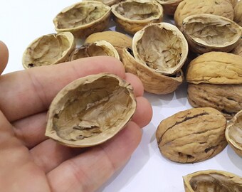 20 Walnut Shells Halves - Etsy