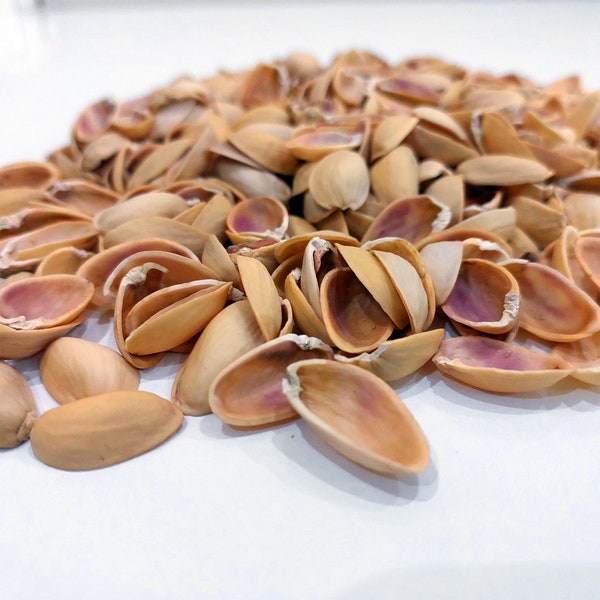 Pistachio Shells - Etsy