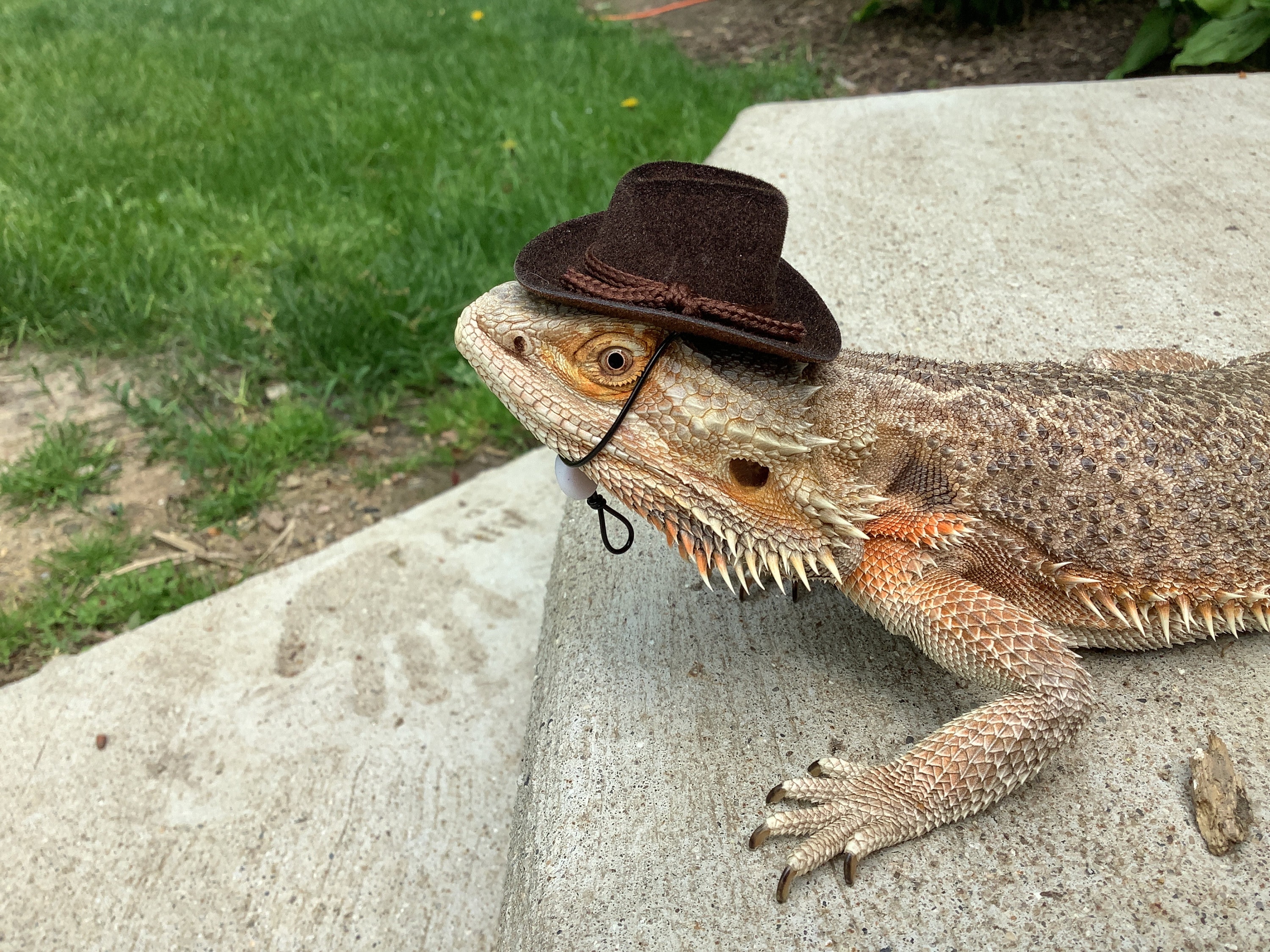 Adorable Cowboy Hats for Small Animals and Reptiles - Etsy UK
