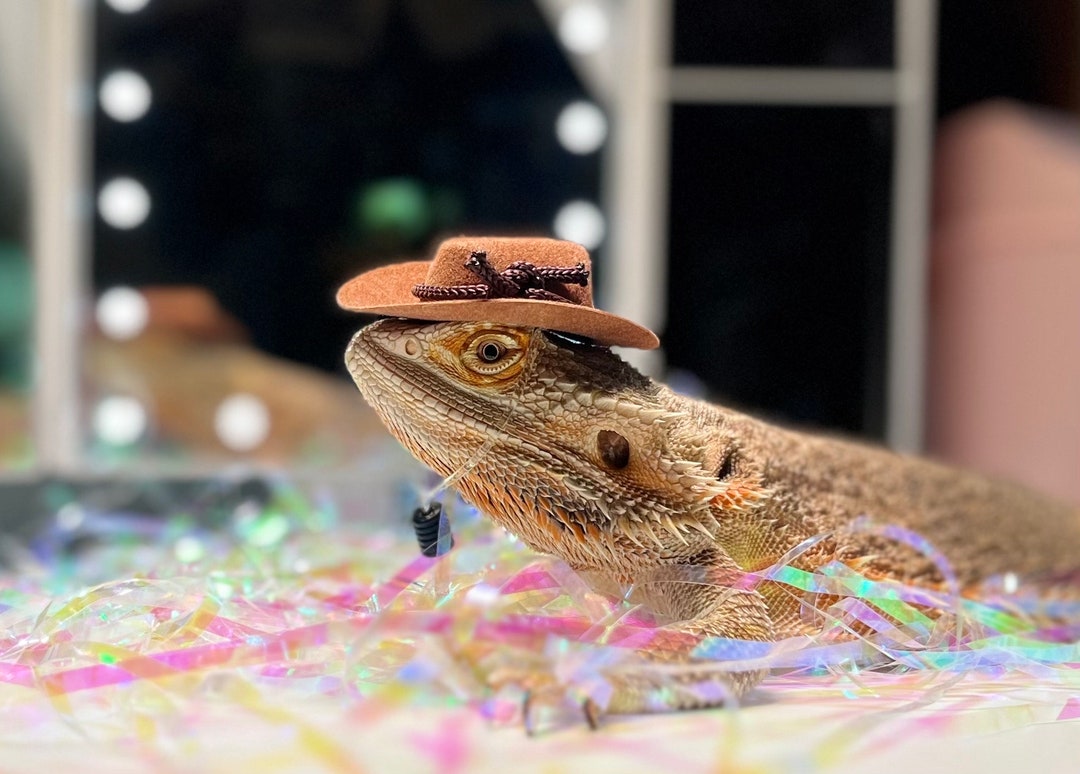 Adorable Cowboy Hats for Small Animals and Reptiles! - Etsy