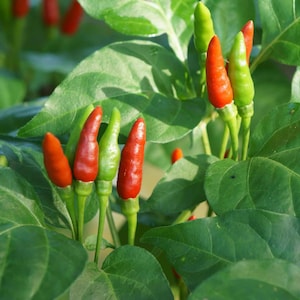 Babou's A+ Organic Thai Chili Pepper LIVE PLANT! - Etsy